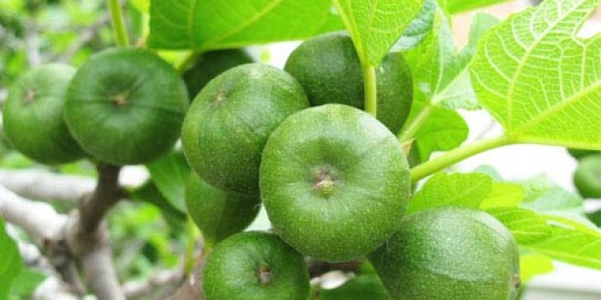 Những lợi ích của trái vả